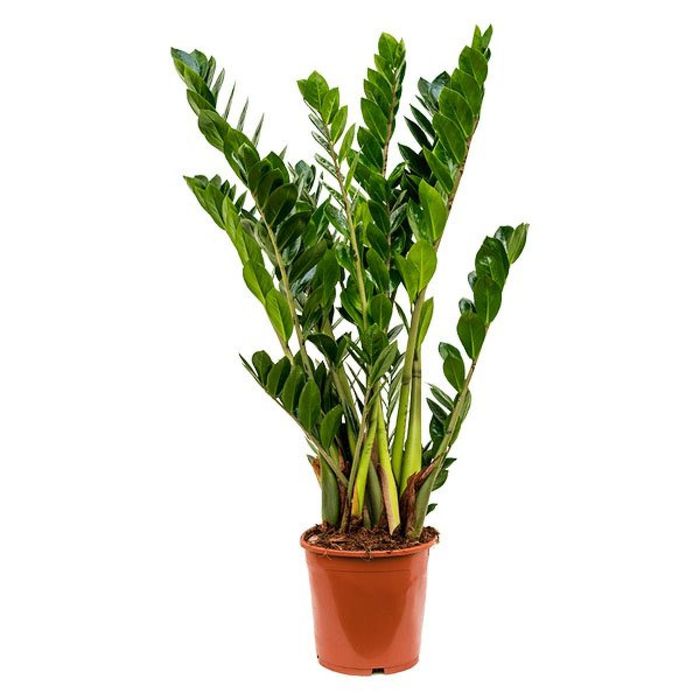 ZZ Plant ZZ Plant